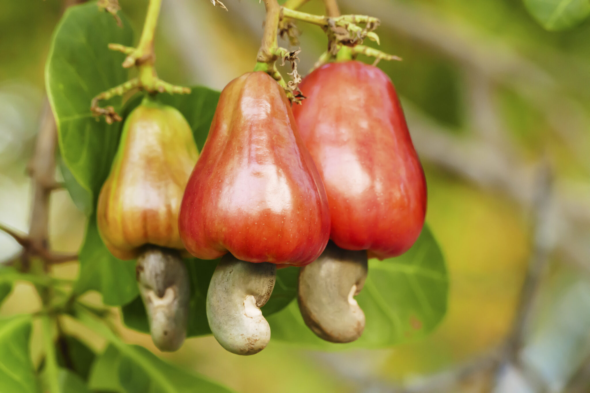 Kaju Tree | Kaju Ka Ped | Kaju Plant | Kaju Badam