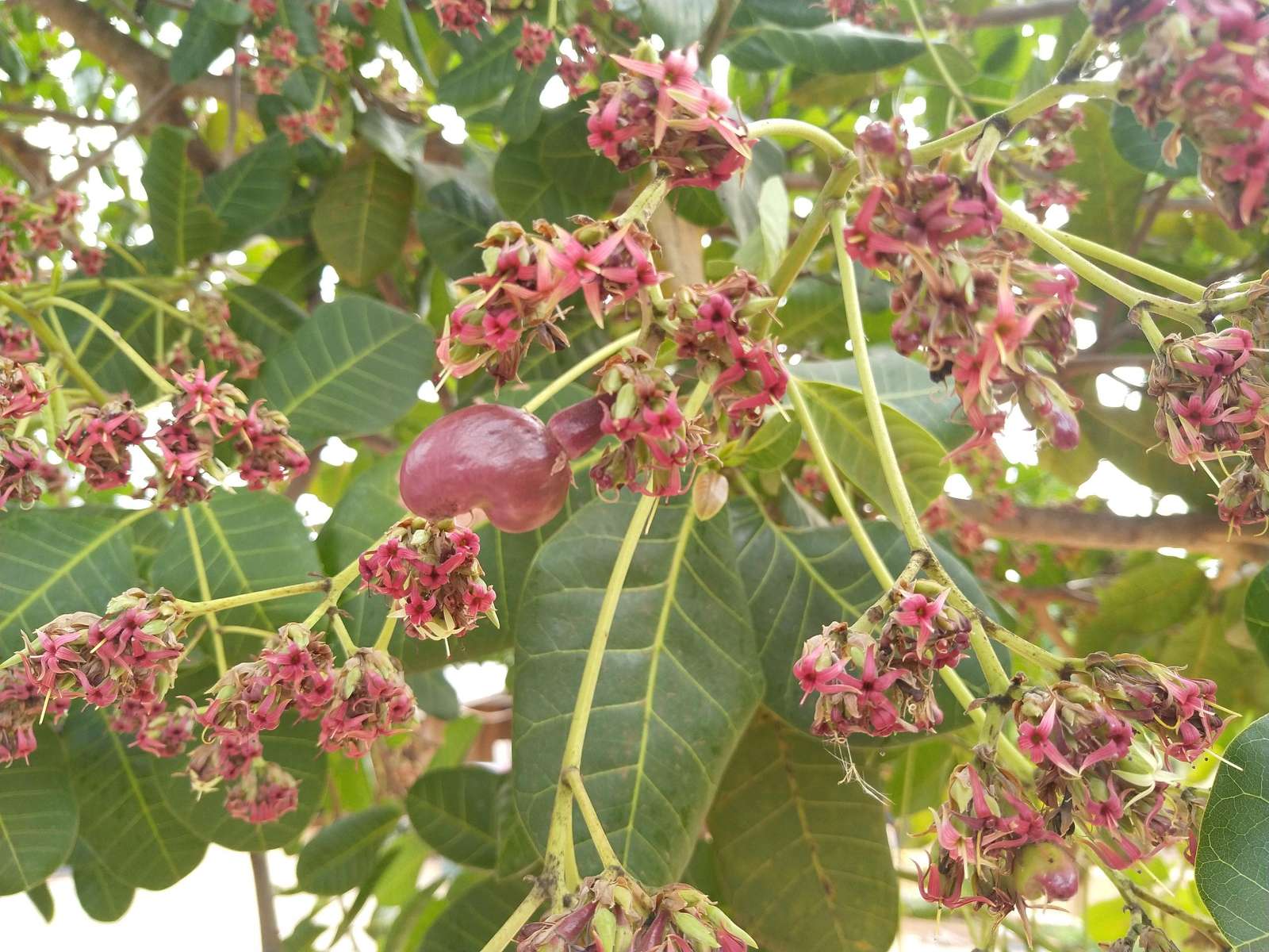 Kaju Tree | Kaju Ka Ped | Kaju Plant | Kaju Badam