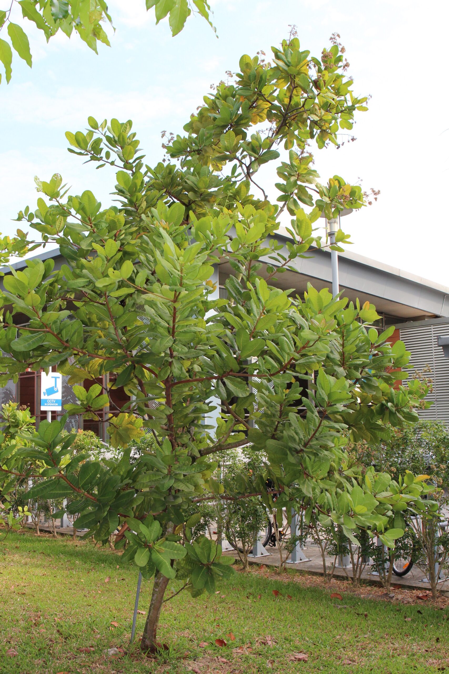 Cashew Tree | Cashew Nut Tree| Cashew Plant | Kaju Badam