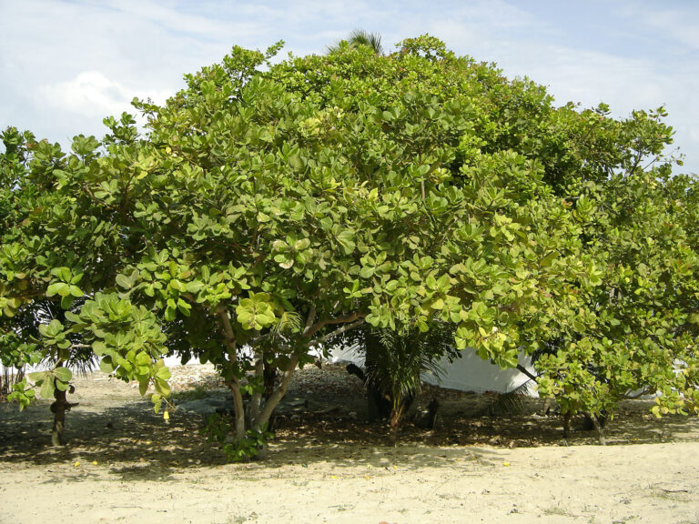 Kaju Tree | Kaju Ka Ped | Kaju Plant | Kaju Badam
